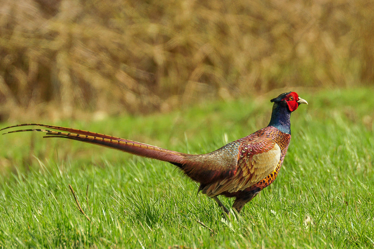 Der Fasan in Deutschland – Anika